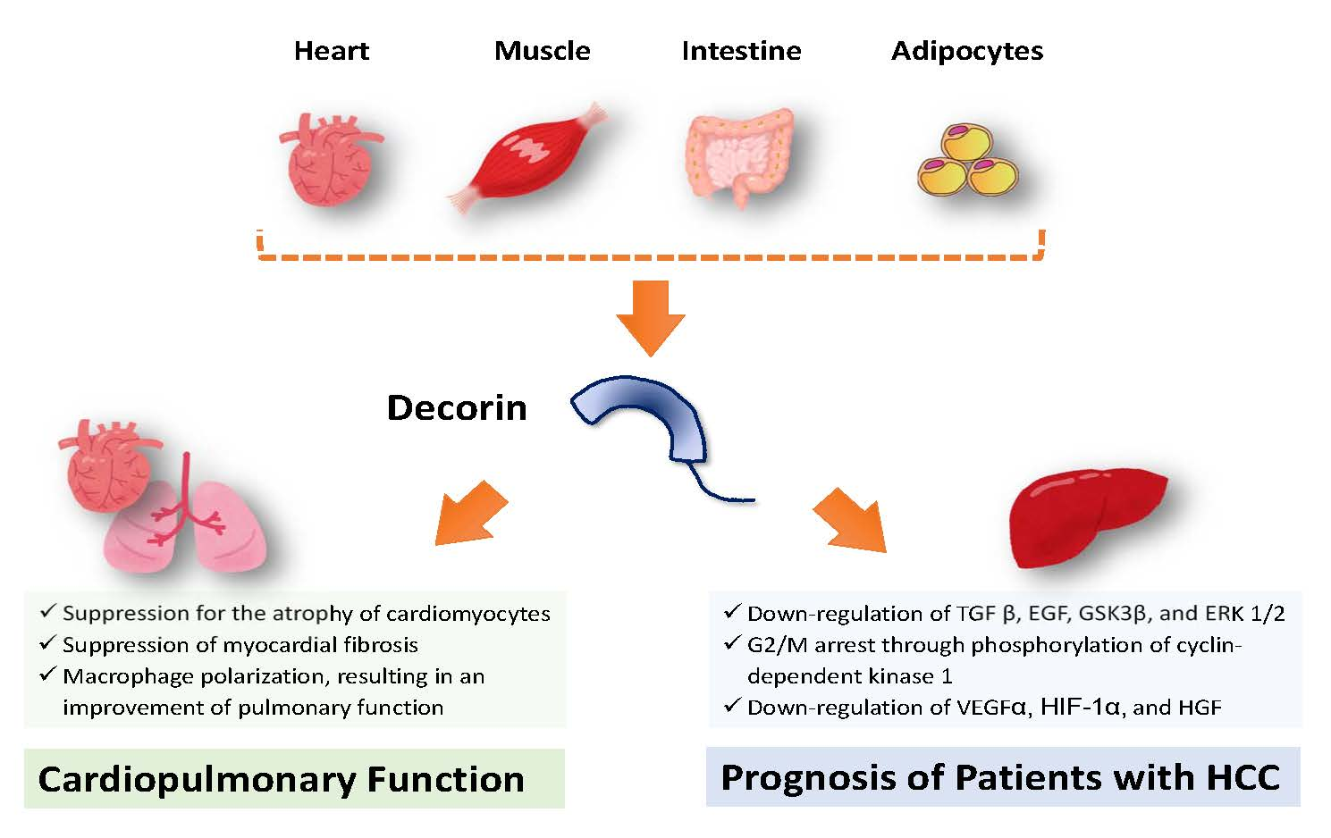 JCM | Free Full-Text | Impact of Decorin on the Physical Function and ...