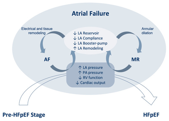 Transitioning from Preclinical to Clinical Heart Failure with Preserved ...