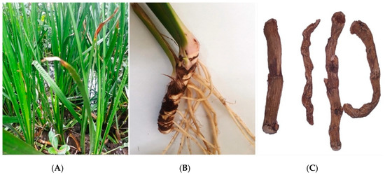 Role of Vacha (Acorus calamus Linn.) in Neurological and Metabolic ...