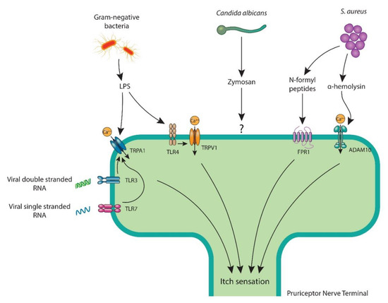 The Skin Microbiota and Itch: Is There a Link?