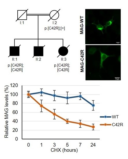 JCM | Free Full-Text | Novel MAG Variant Causes Cerebellar Ataxia with ...