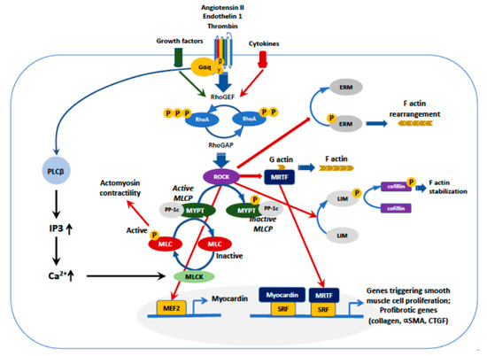 ROCK (RhoA/Rho Kinase) in Cardiovascular–Renal Pathophysiology: A ...