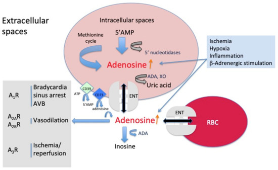 Adenosine and the Cardiovascular System: The Good and the Bad
