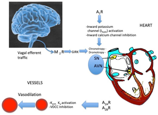 Adenosine and the Cardiovascular System: The Good and the Bad
