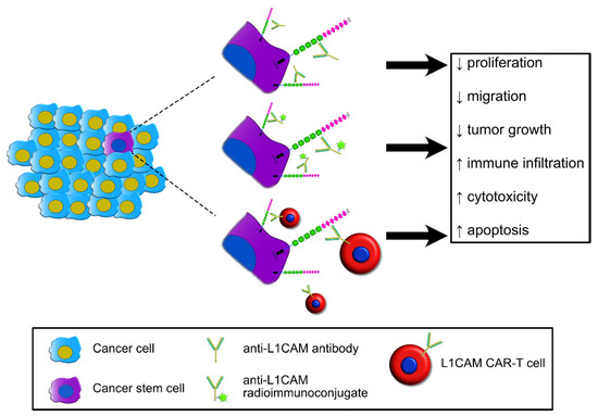 Different Shades of L1CAM in the Pathophysiology of Cancer Stem Cells