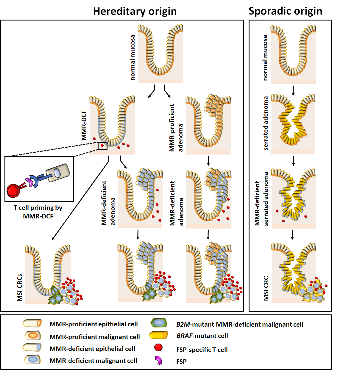 JCM | Free Full-Text | Implications of Hereditary Origin on the Immune ...