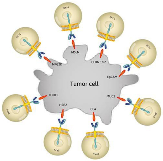 CAR-T Cell Therapy—An Overview of Targets in Gastric Cancer