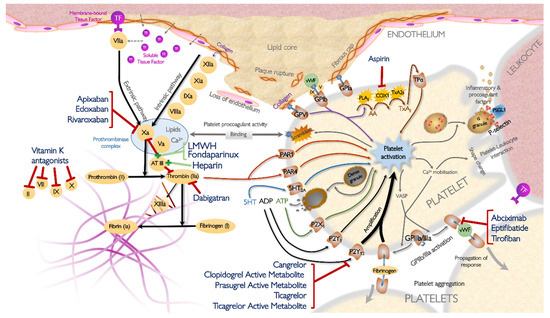 New Antithrombotic Drugs in Acute Coronary Syndrome