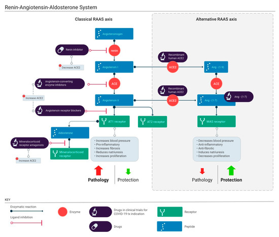 ACE2 as a Therapeutic Target for COVID-19; Its Role in Infectious ...