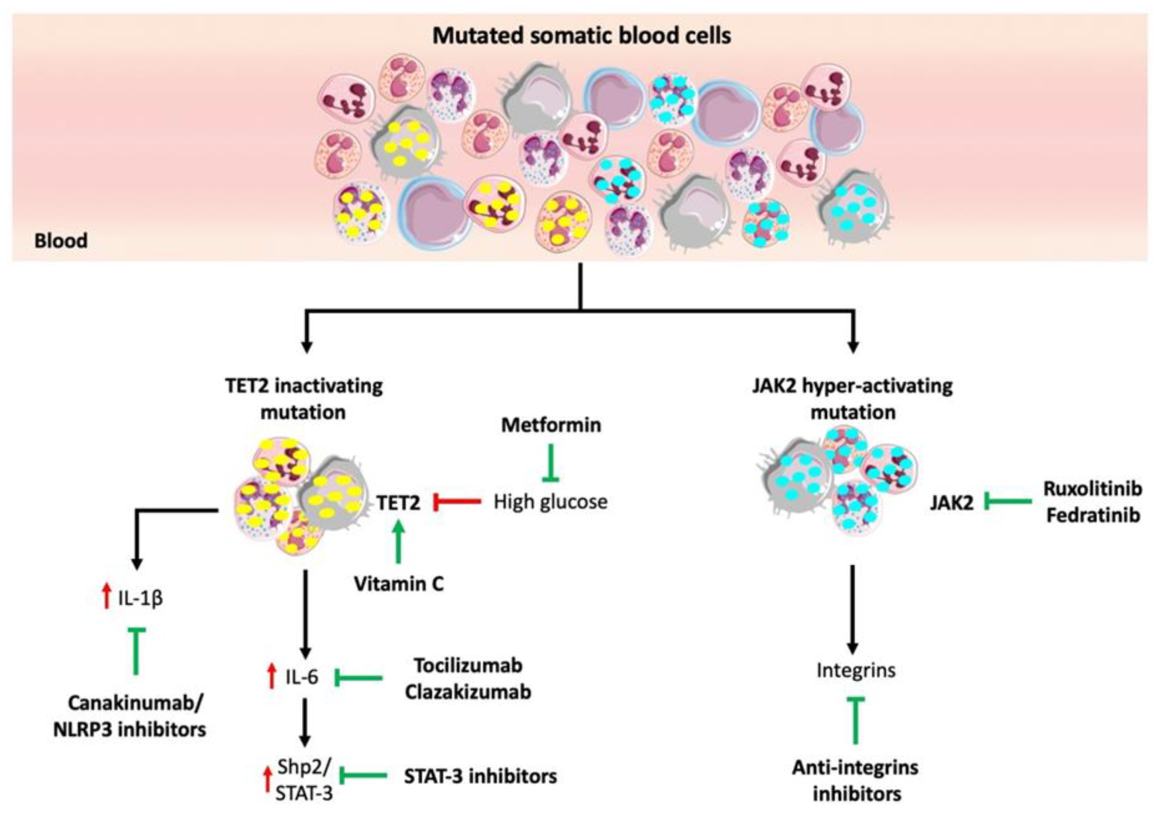 Translating Evidence from Clonal Hematopoiesis to Cardiovascular ...