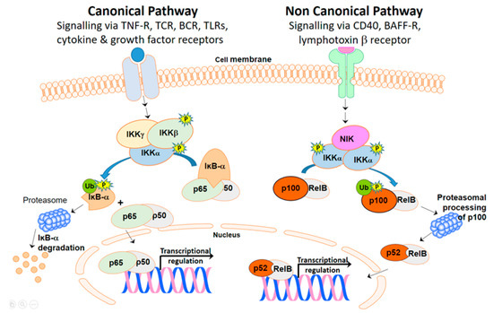 Reduced IκB-α Protein Levels in Peripheral Blood Cells of Patients with ...