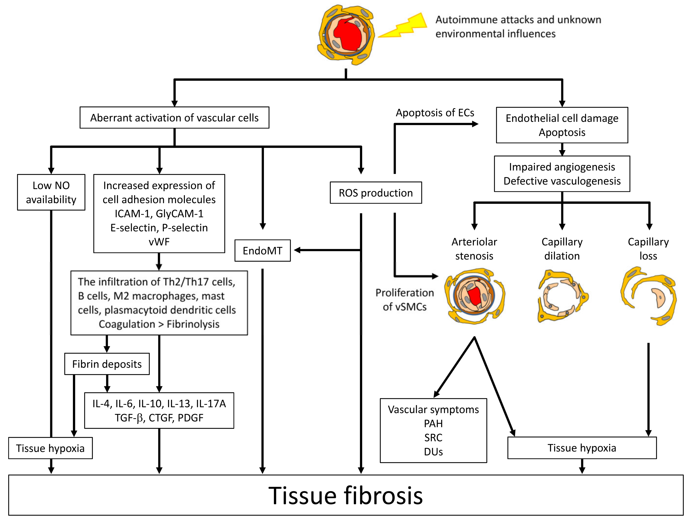 JCM | Free Full-Text | The Pathogenesis of Systemic Sclerosis: An ...