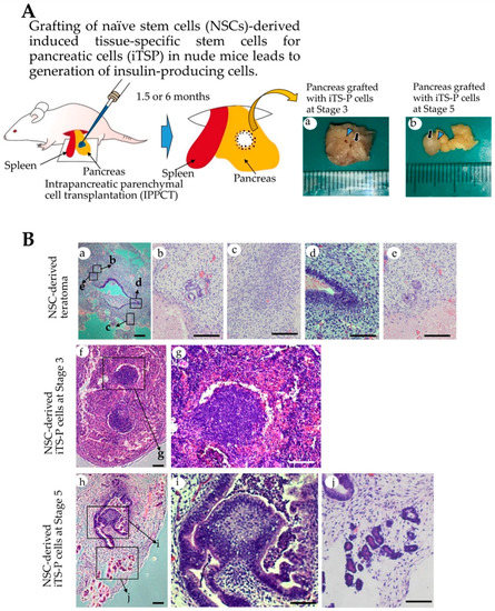 JCM | Free Full-Text | Drug-Induced Naïve iPS Cells Exhibit Better ...