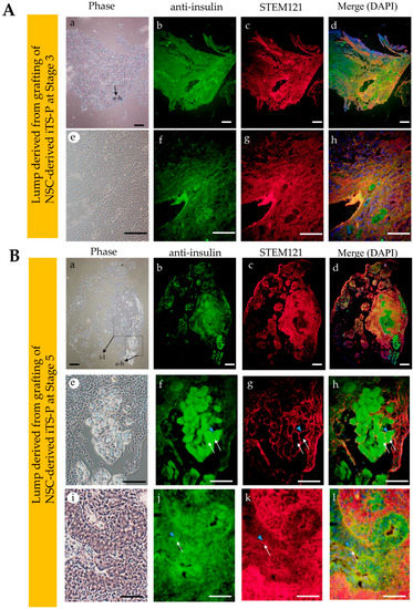 JCM | Free Full-Text | Drug-Induced Naïve iPS Cells Exhibit Better ...