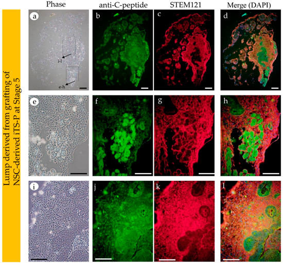 JCM | Free Full-Text | Drug-Induced Naïve iPS Cells Exhibit Better ...