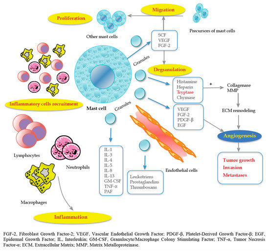 Mast Cells, microRNAs and Others: The Role of Translational Research on ...