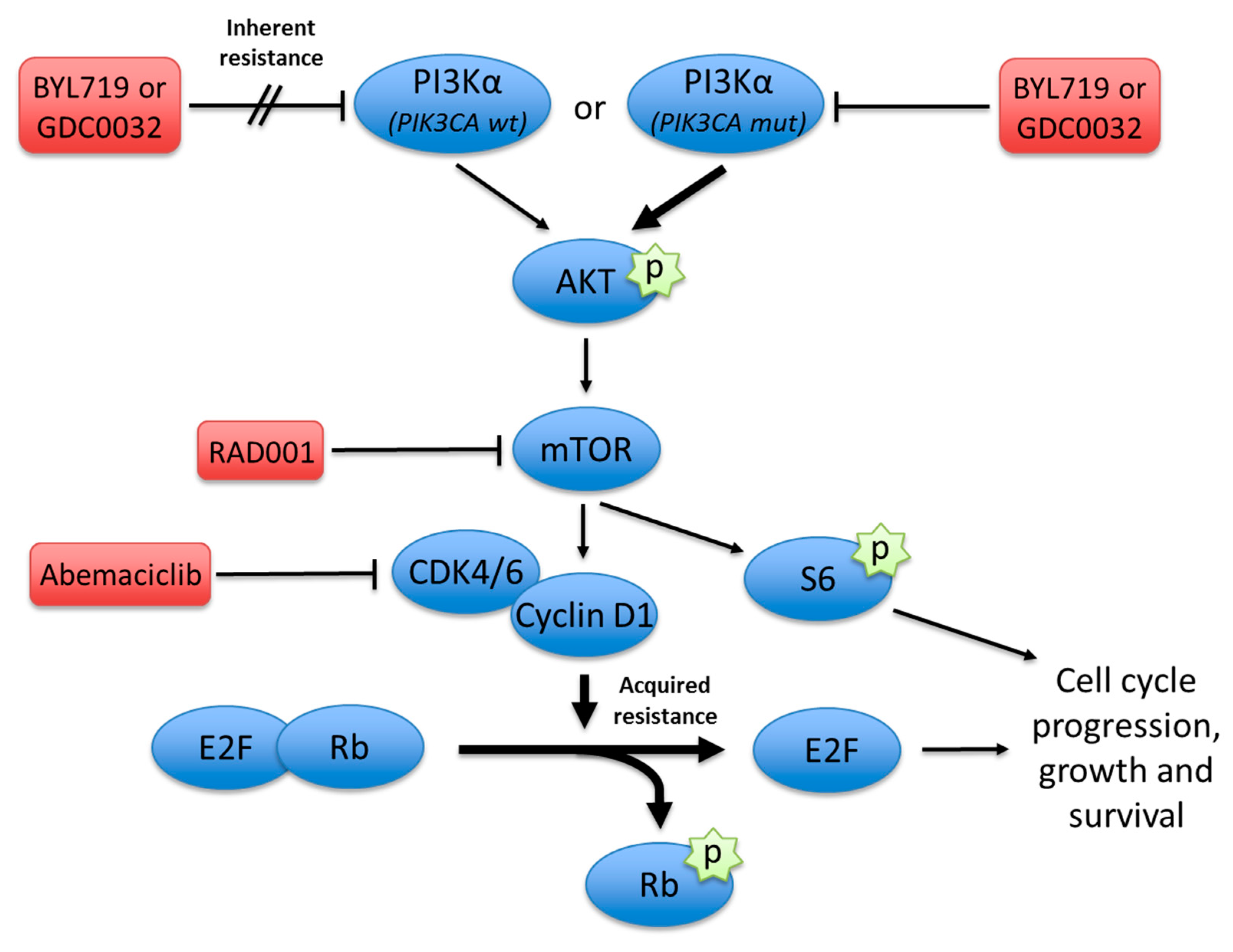 Jcm Free Full Text Cdk 4 6 Inhibition Overcomes Acquired And