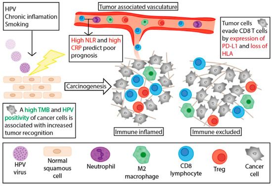 JCM | Free Full-Text | The Immune Microenvironment in Penile Cancer and ...