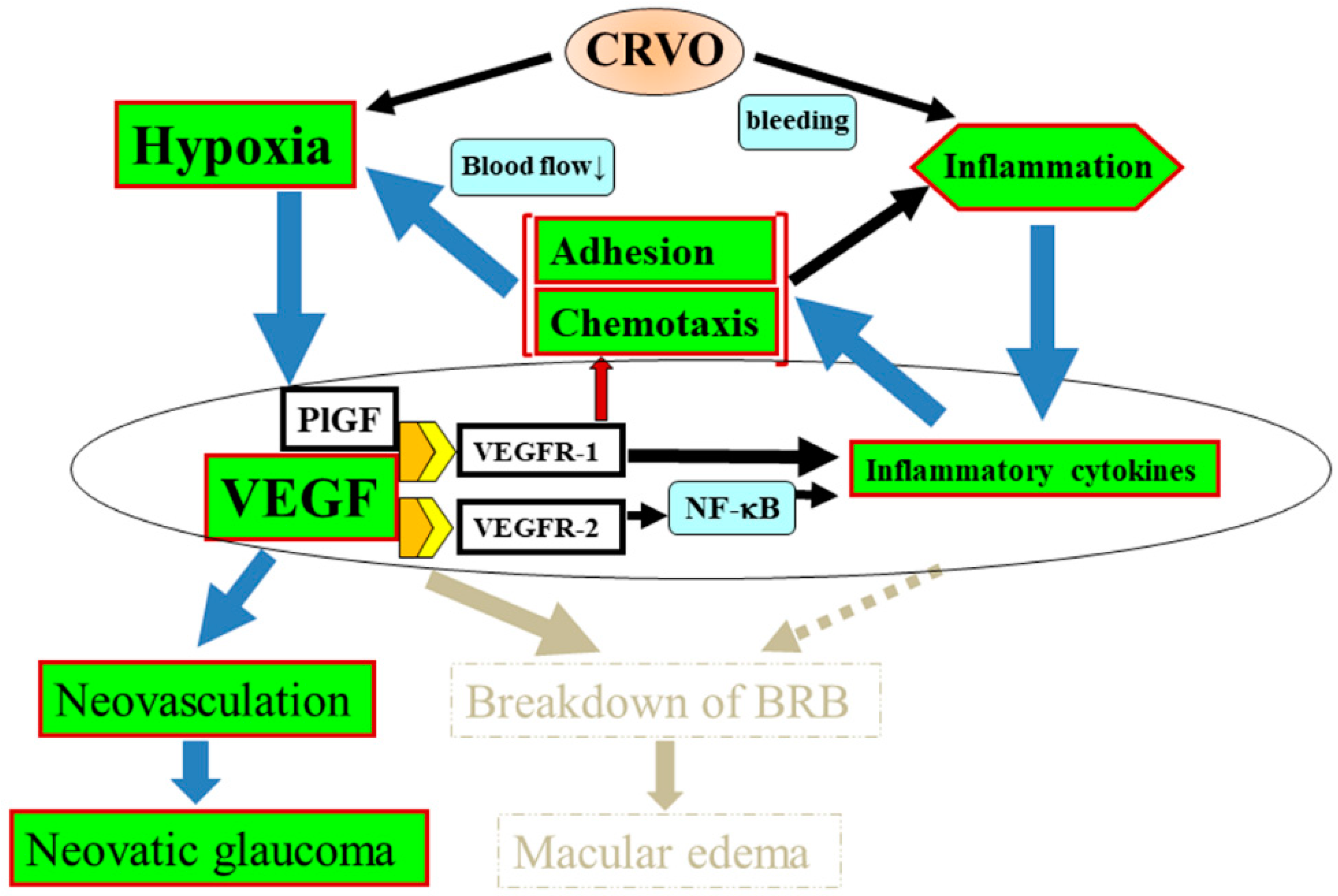 Cytokines and Pathogenesis of Central Retinal Vein Occlusion