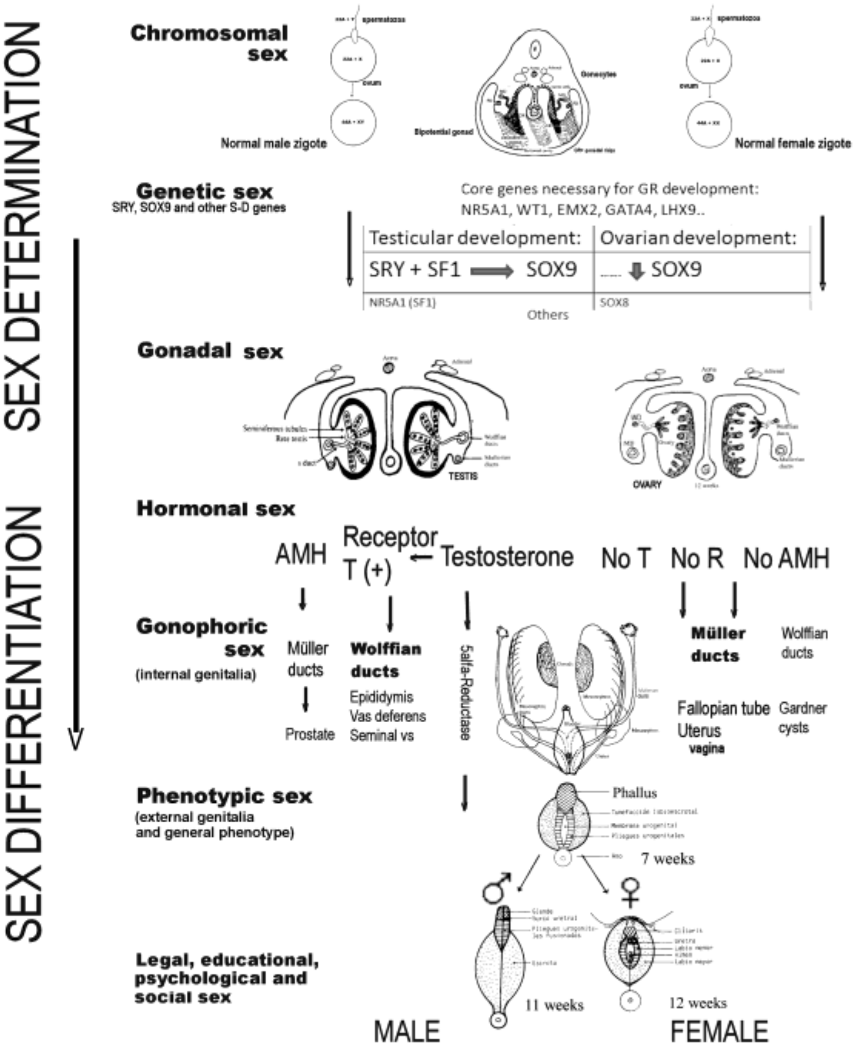Jcm Free Full Text Disorders Of Sex Development Classification