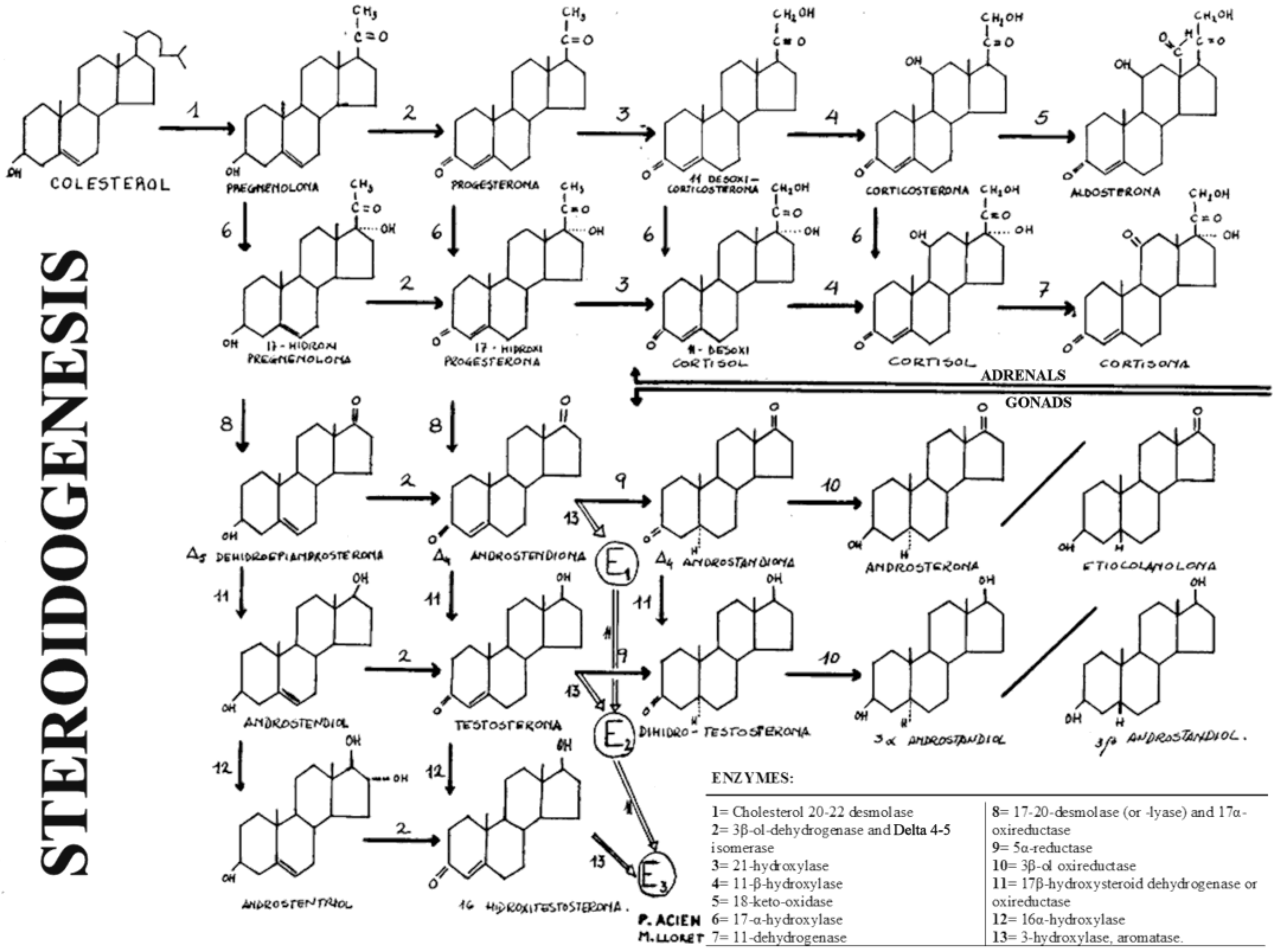 Jcm Free Full Text Disorders Of Sex Development Classification
