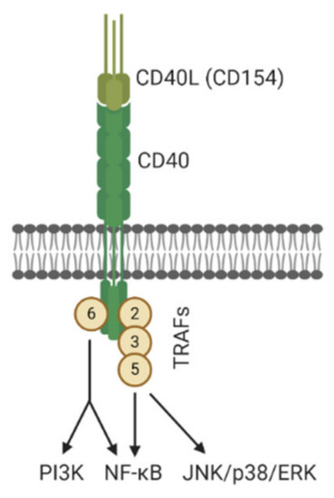CD40/CD40L Signaling as a Promising Therapeutic Target for the ...