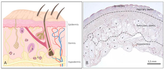 The Human Cutaneous Sensory Corpuscles: An Update