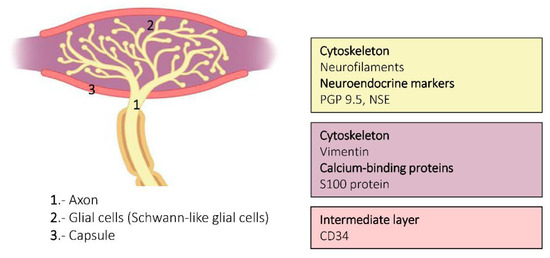 JCM | Free Full-Text | The Human Cutaneous Sensory Corpuscles: An Update
