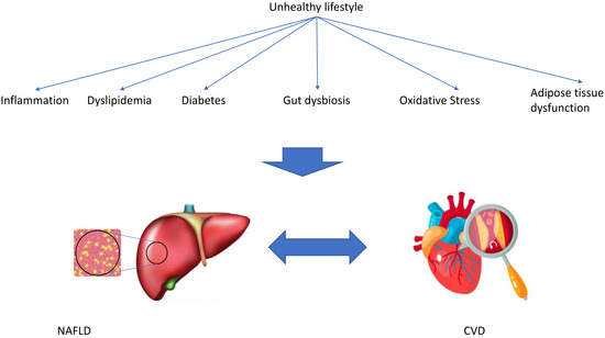 NAFLD and Cardiovascular Diseases: Epidemiological, Mechanistic and ...