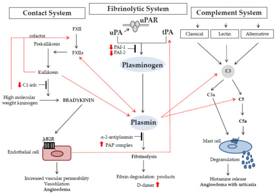 The Role of the Plasminogen Activation System in Angioedema: Novel ...