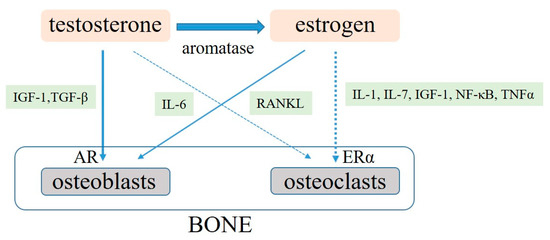 Testosterone and Bone Health in Men: A Narrative Review