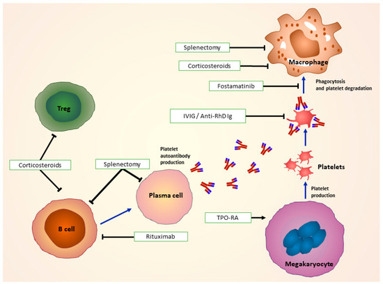 Primary Immune Thrombocytopenia: Novel Insights into Pathophysiology ...