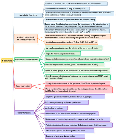 JCM | Free Full-Text | Potential Role of L-Carnitine in Autism Spectrum ...