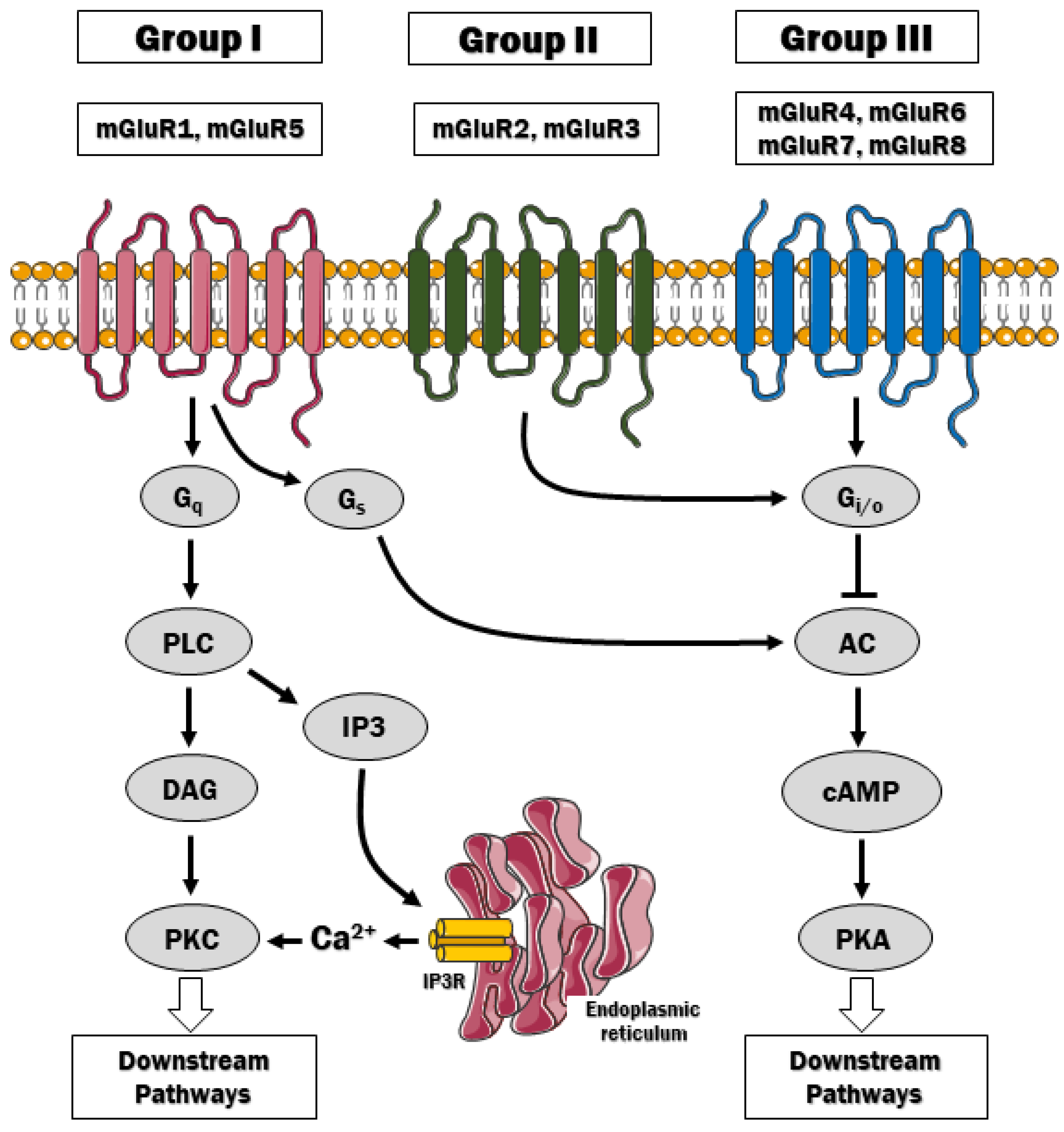 The G Protein-Coupled Glutamate Receptors as Novel Molecular Targets in ...