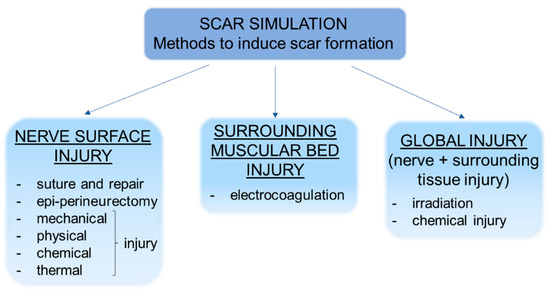 Experimental Methods to Simulate and Evaluate Postsurgical Peripheral ...
