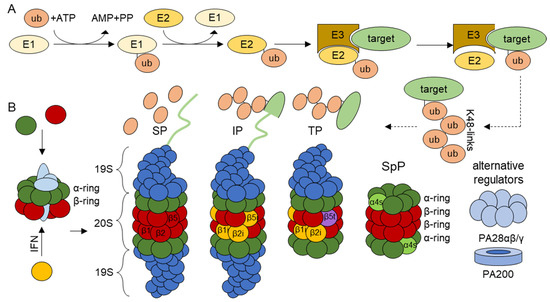 Role of Proteasomes in Inflammation