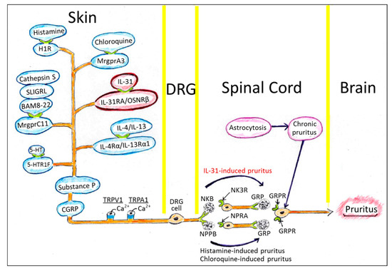 Interleukin-31 and Pruritic Skin