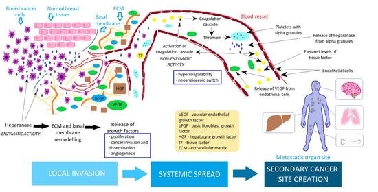JCM | Free Full-Text | Impact of Adjuvant Treatment on Heparanase ...
