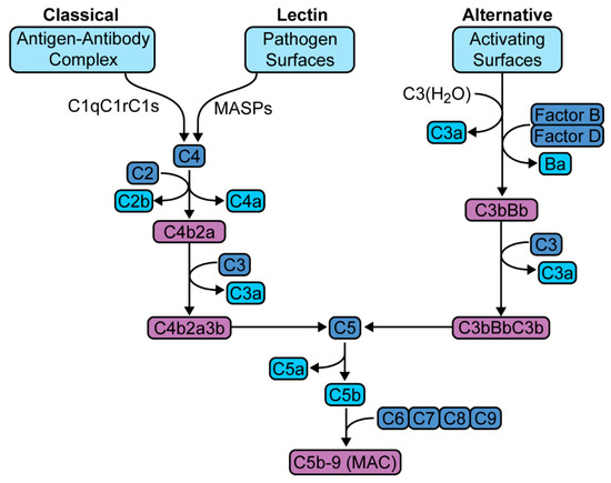Targeting the Complement Cascade in the Pathophysiology of COVID-19 Disease