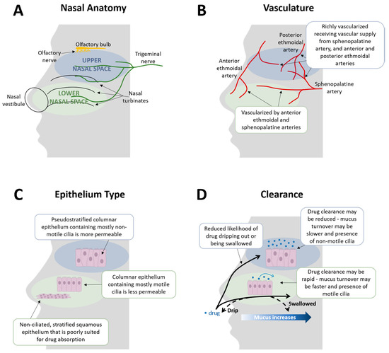JCM | Free Full-Text | Nasal Delivery of Acute Medications for Migraine ...