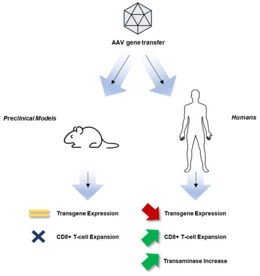 Emerging Immunogenicity and Genotoxicity Considerations of Adeno ...