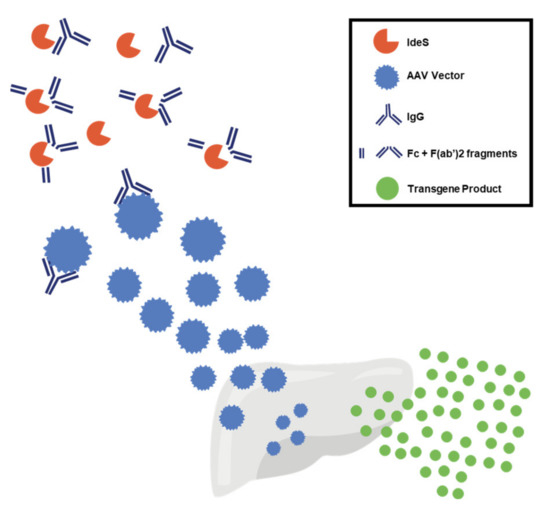 Emerging Immunogenicity and Genotoxicity Considerations of Adeno ...