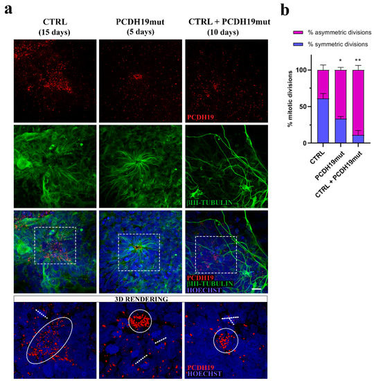 JCM | Free Full-Text | Dissecting the Role of PCDH19 in Clustering ...