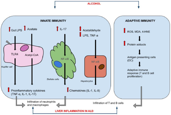 Oxidative Stress—A Key Player in the Course of Alcohol-Related Liver ...