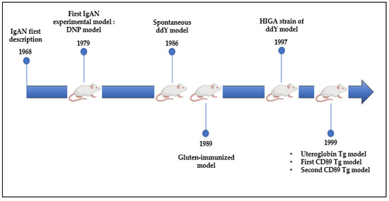 History of IgA Nephropathy Mouse Models