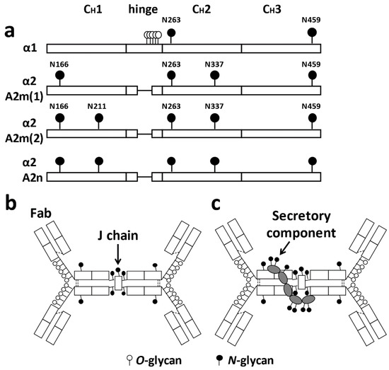Aberrantly Glycosylated IgA1 in IgA Nephropathy: What We Know and What ...