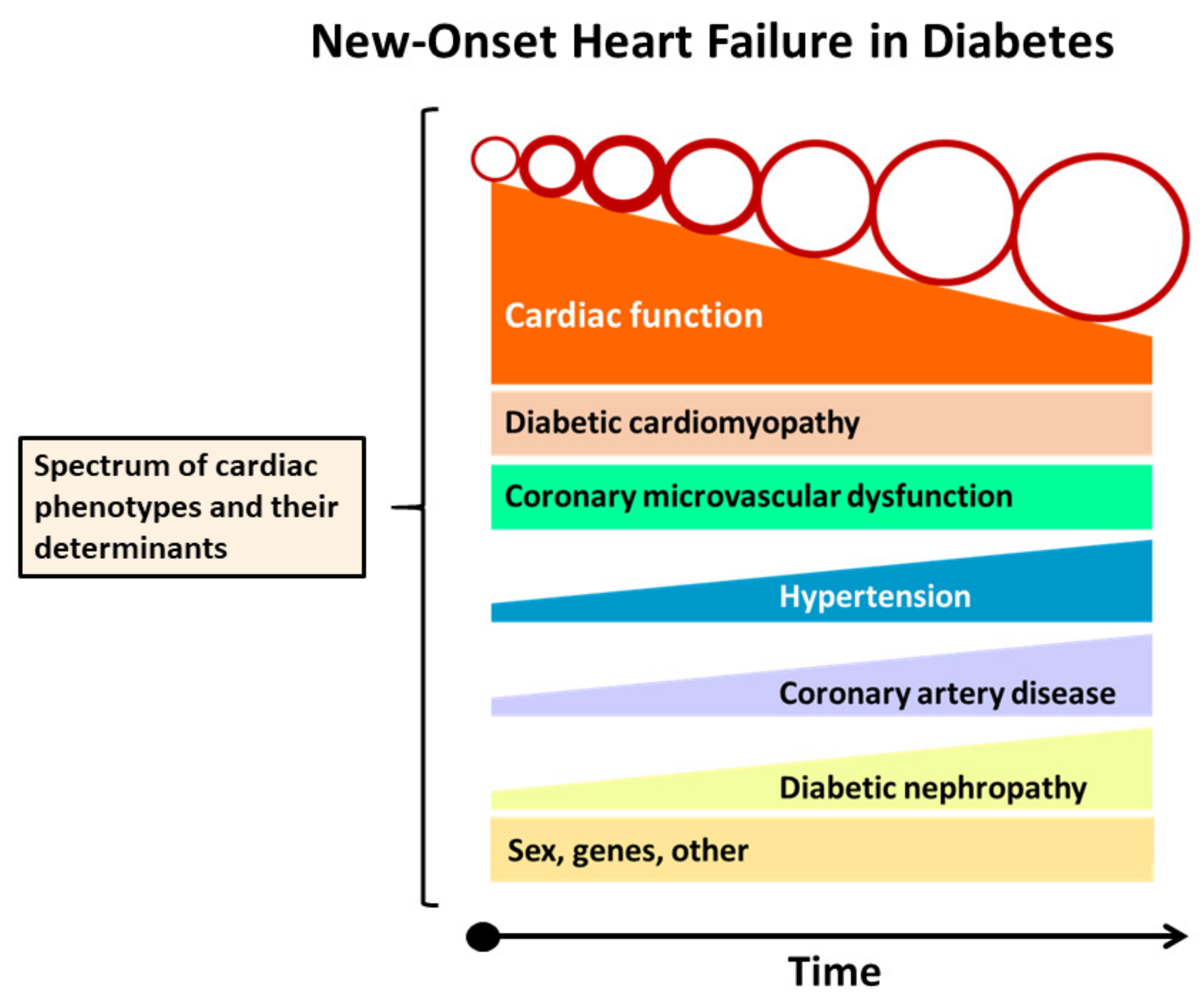 Diabetes Mellitus and Heart Failure