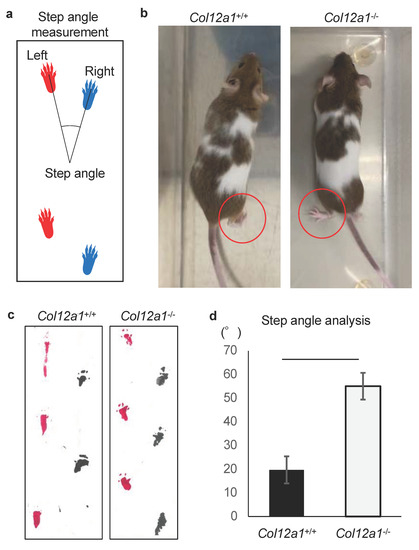 Collagen XII Deficiency Increases the Risk of Anterior Cruciate ...