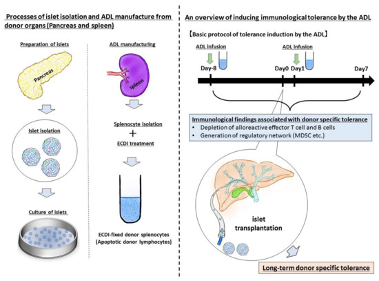 Induction of Immune Tolerance in Islet Transplantation Using Apoptotic ...