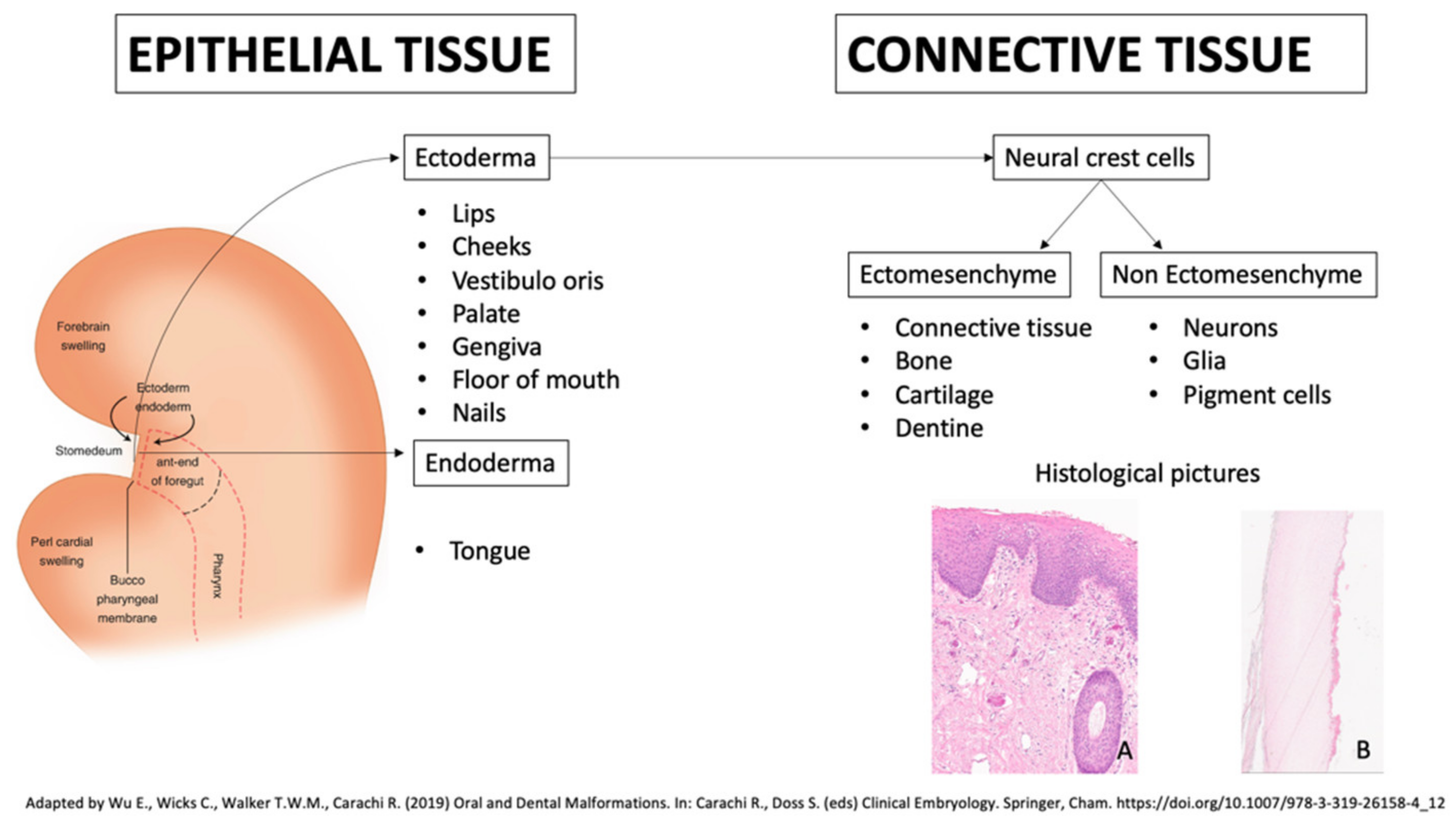 JCM | Free Full-Text | Oral Mucosa and Nails in Genodermatoses: A ...